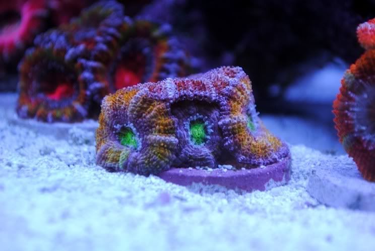 Ultra acans FS | Reef2Reef