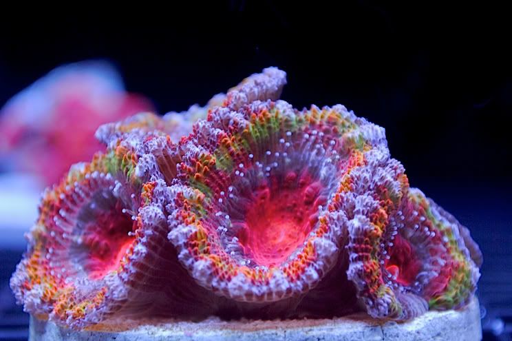 Ultra acans FS | Reef2Reef