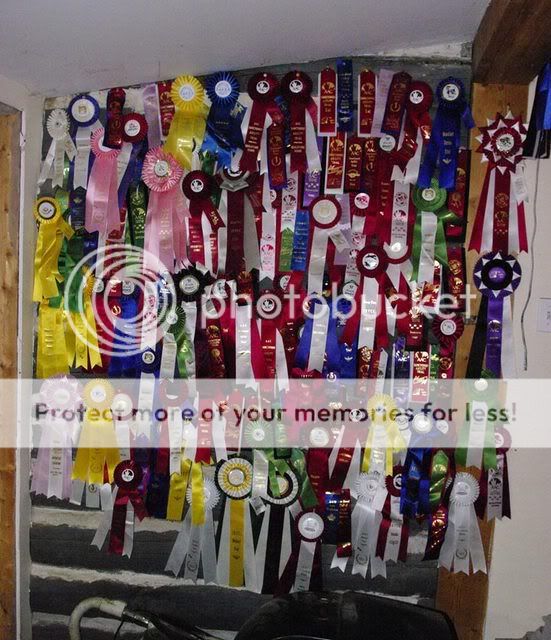 Agility ribbons | German Shepherds Forum