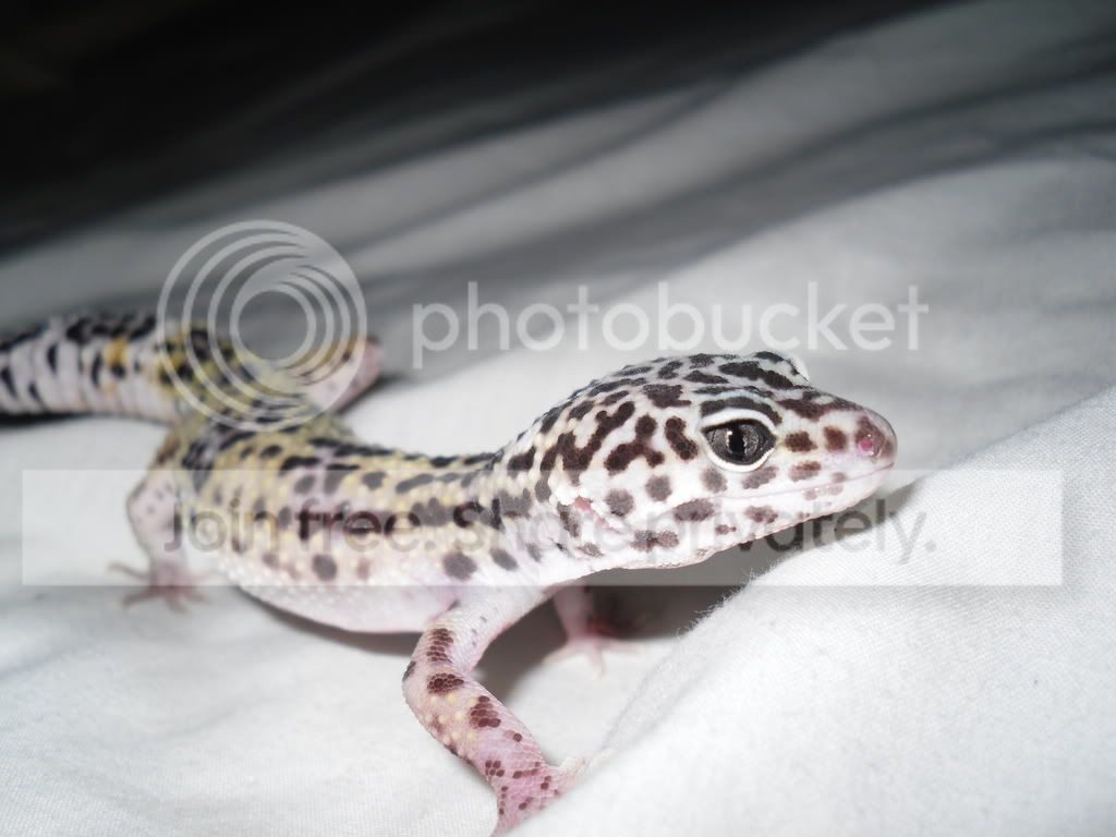 Rest of my leopard gecko collection (North Wales) | Reptile Forums