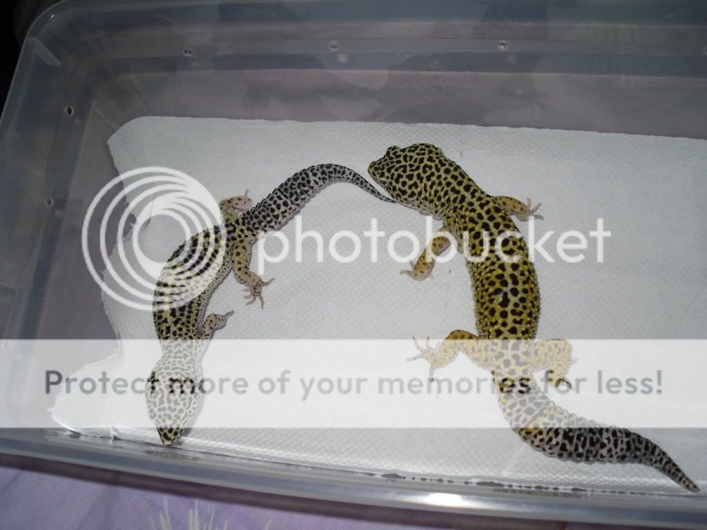 Rest of my leopard gecko collection (North Wales) | Reptile Forums