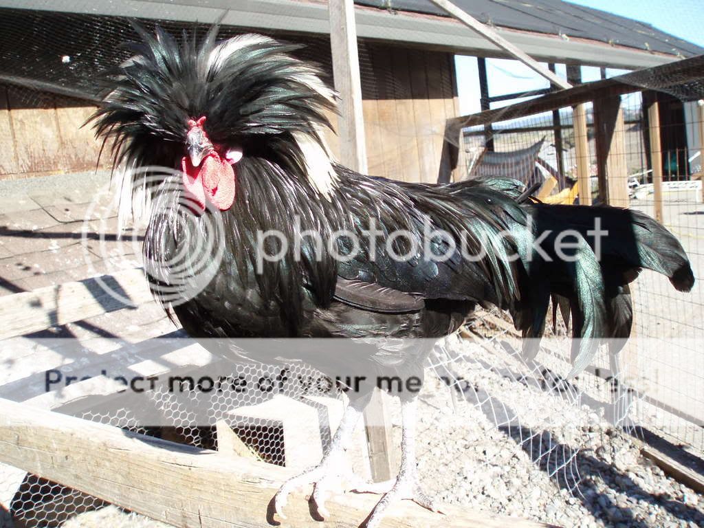 Buff Orpington / WC Black Polish cross? =O | BackYard Chickens - Learn ...
