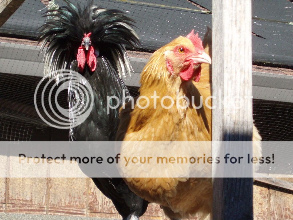 Buff Orpington / WC Black Polish cross? =O | BackYard Chickens - Learn ...