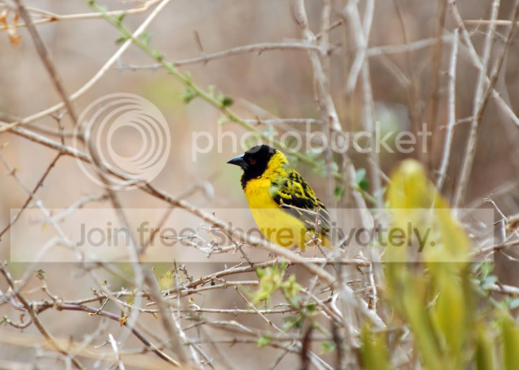ID help needed, East African Birds, | BirdForum