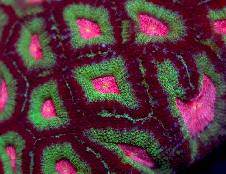 Japanese Acans!!!!! | Reef2Reef