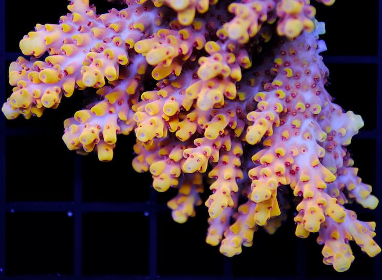 This is the ULTIMATE Pack!! | Reef2Reef