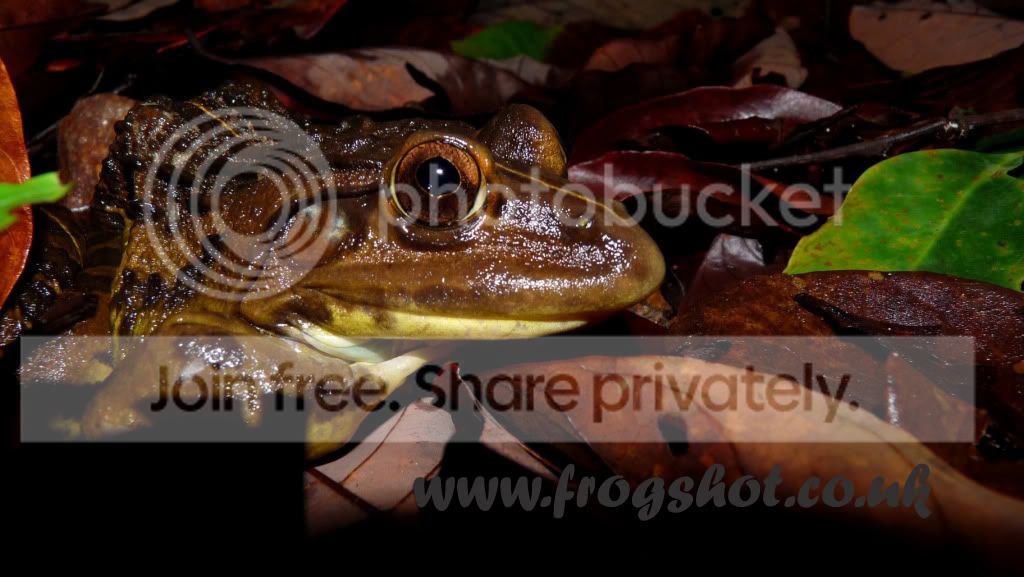 Western Ghats. Agumbe, Land of the king - Field Herp Forum