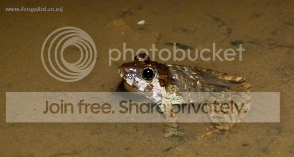 Danum valley; Malaysian Borneo - Field Herp Forum
