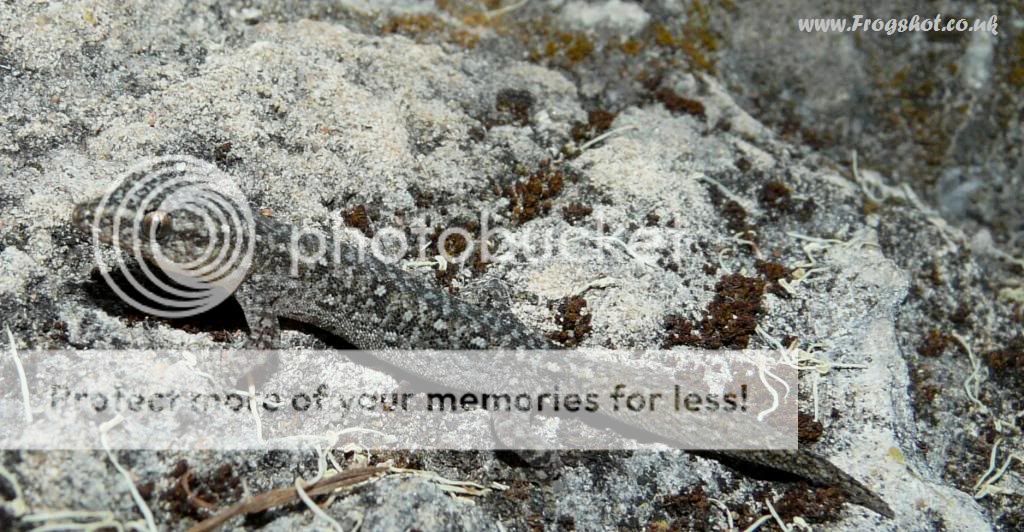 Western Australia, desert frogs and Molochs - Field Herp Forum