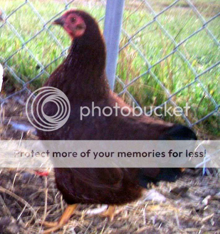 red star pullet | BackYard Chickens - Learn How to Raise Chickens